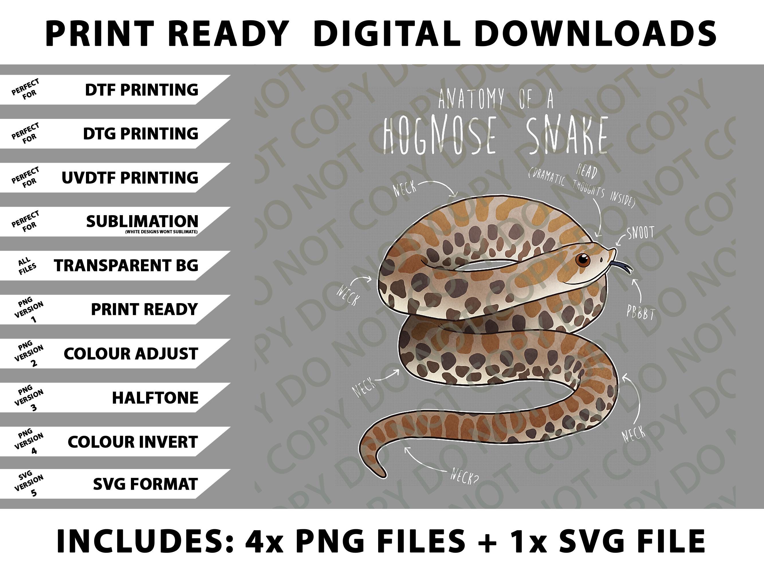 Anatomy of a Hognose Snake, Funny Pet Reptile Animal Lover Png Bundle ...