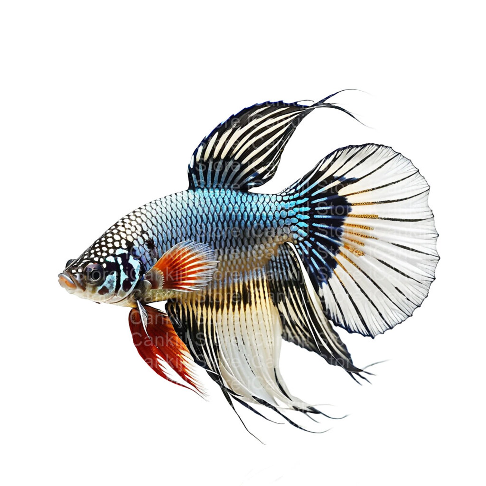 12 Betta Fish Clipart, Colorful Fish Illustration, Printables ...