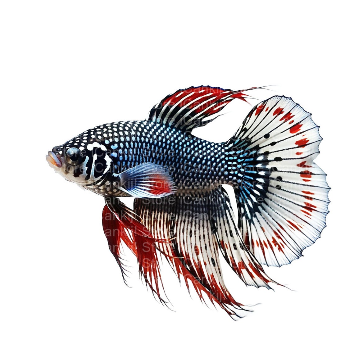 12 Betta Fish Clipart, Colorful Fish Illustration, Printables ...