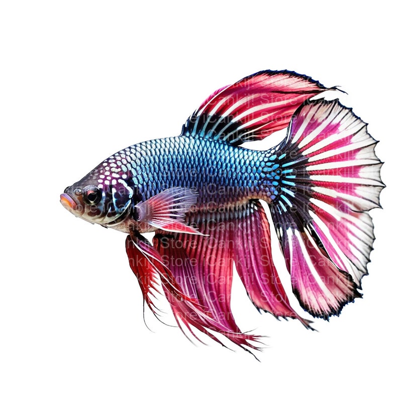 12 Betta Fish Clipart, Colorful Fish Illustration, Printables ...