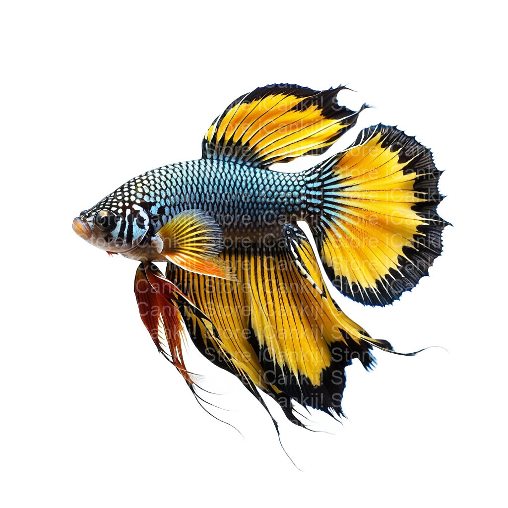 12 Betta Fish Clipart, Colorful Fish Illustration, Printables ...