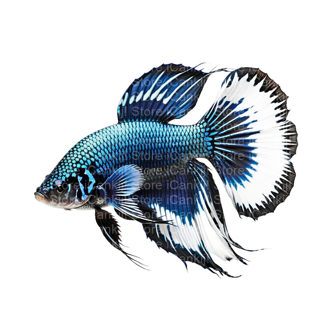 12 Betta Fish Clipart, Colorful Fish Illustration, Printables ...