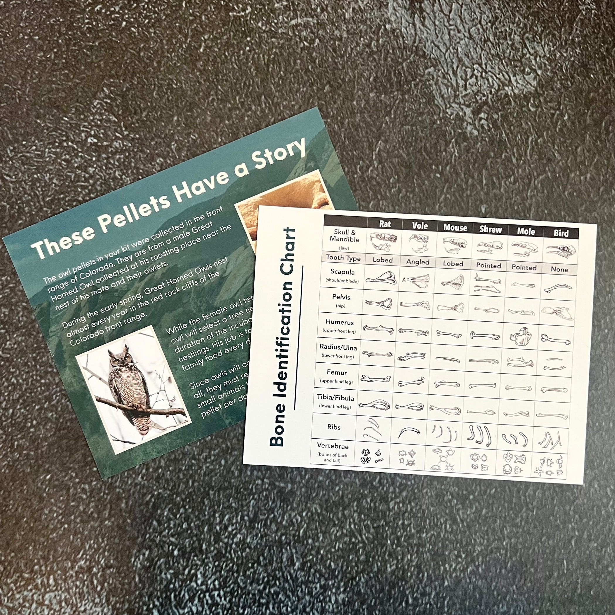 Owl Pellet Dissection Kit // Great Horned Owl Pellets // Select Pellet ...