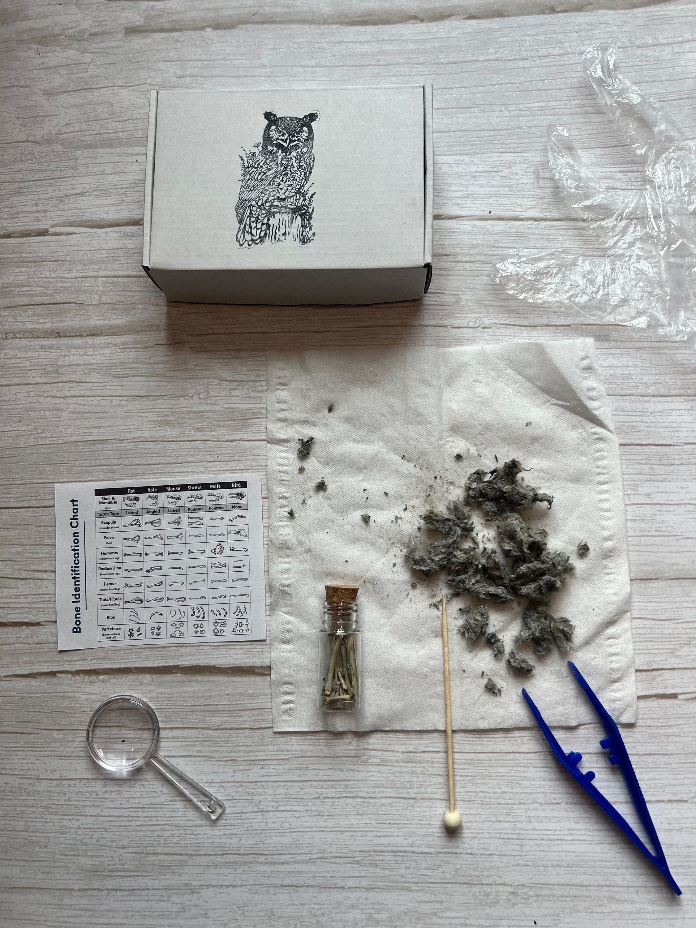 Owl Pellet Dissection Kit // Great Horned Owl Pellets // Select Pellet ...