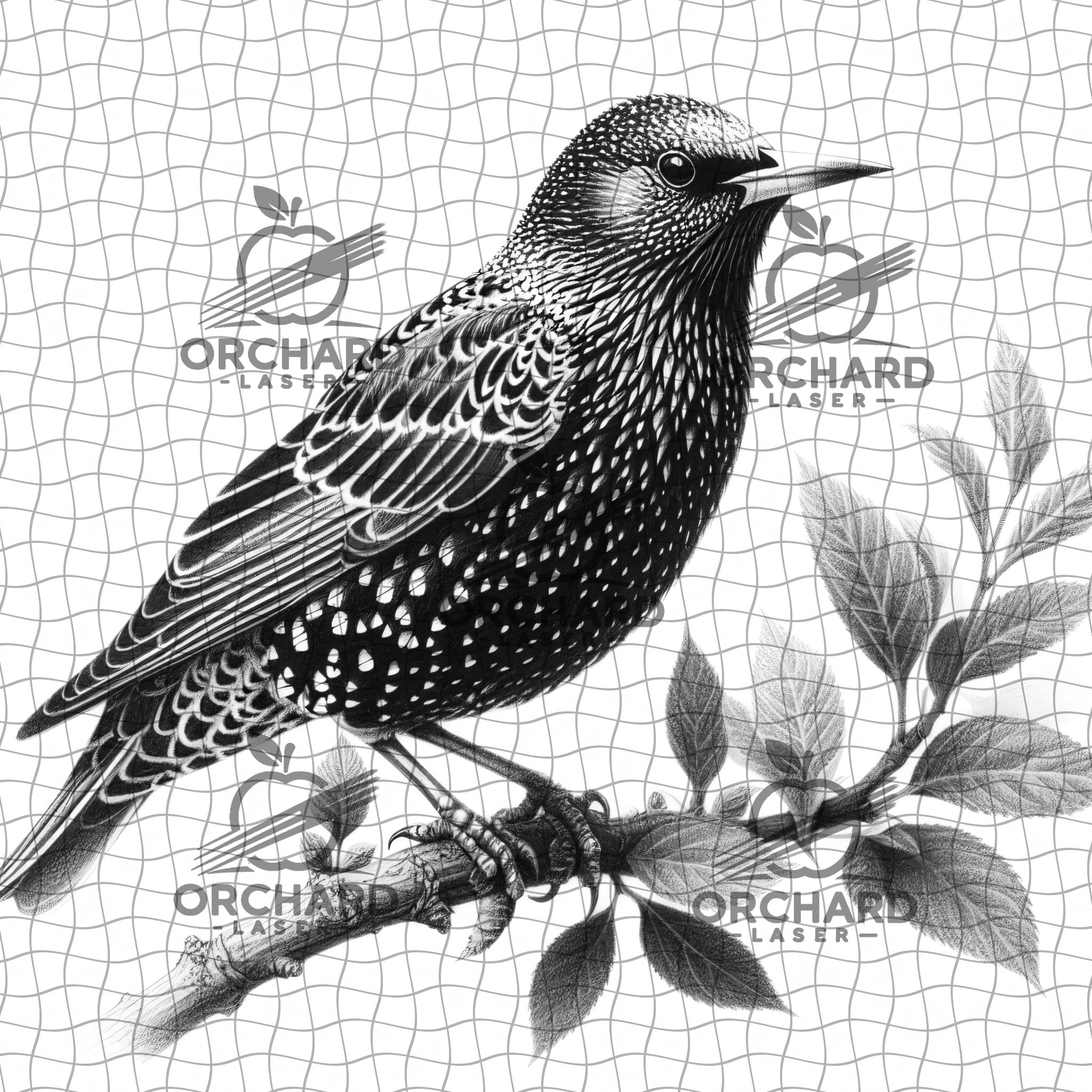 8x High Quality PNG Image File | Drawing | Engrave | Laser Ready ...
