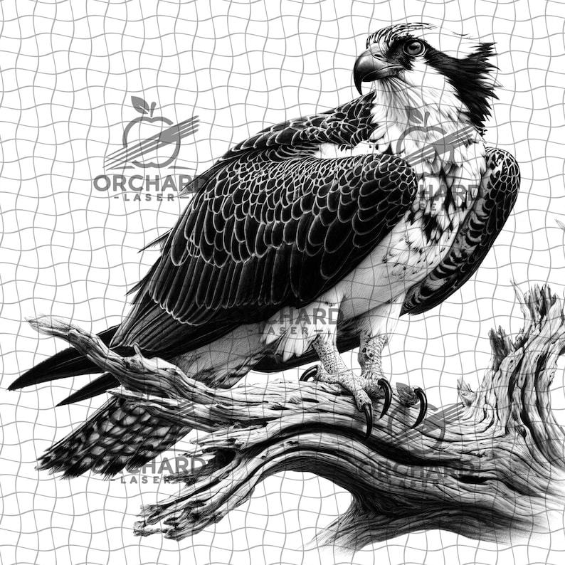 8x High Quality PNG Image File | Drawing | Engrave | Laser Ready ...