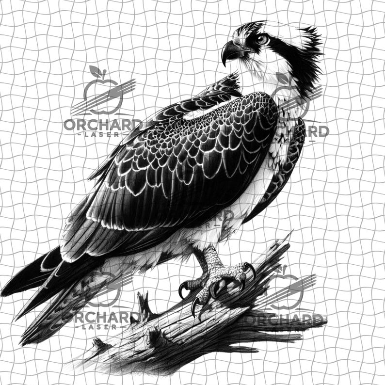 8x High Quality PNG Image File | Drawing | Engrave | Laser Ready ...