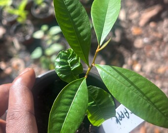 Star Apple/5 Seeds/chrysophyllum Cainito/tropical Fruit Tree Seed/seeds ...