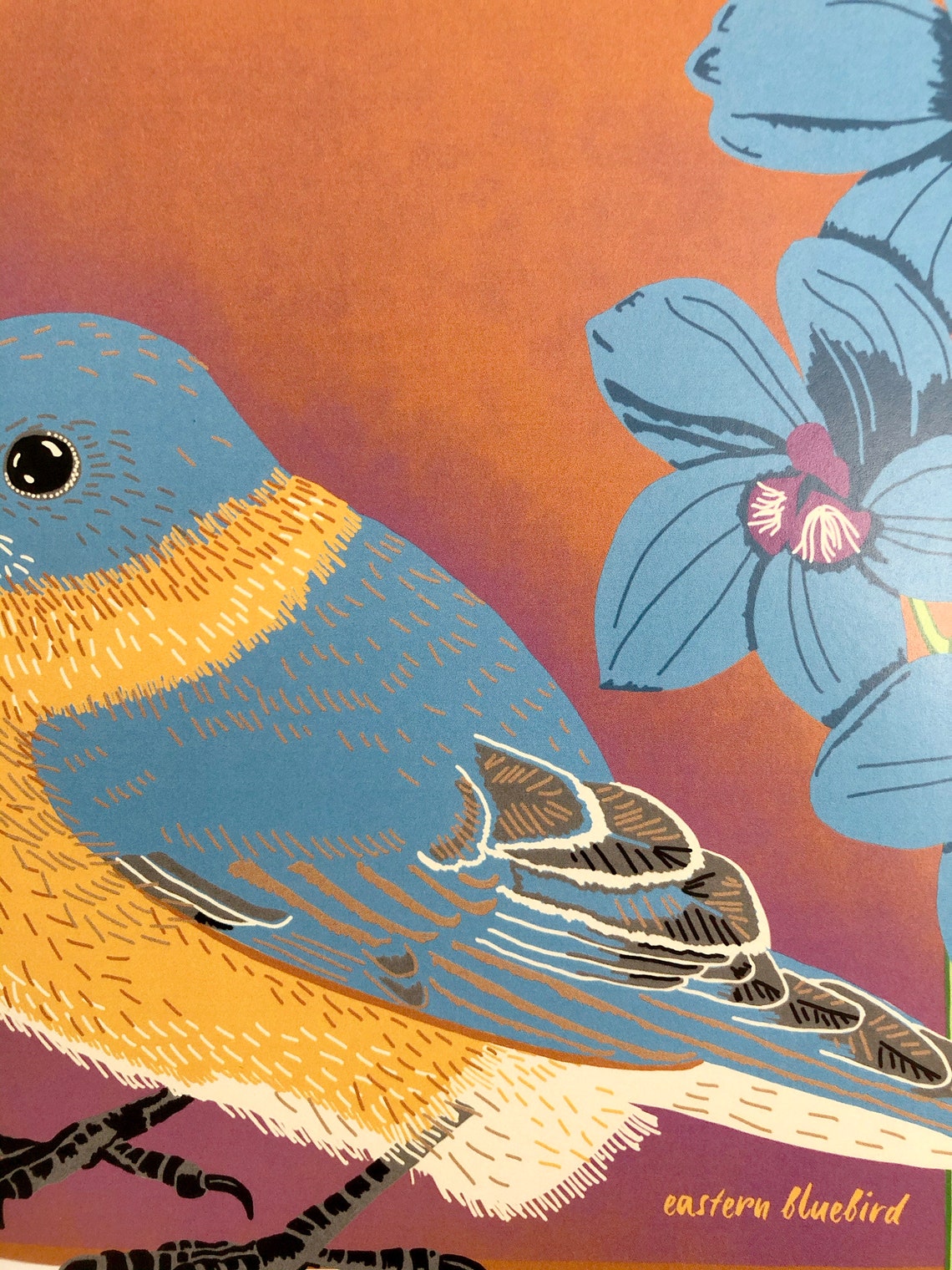 Eastern Bluebird 11x14 Digital Print - Etsy