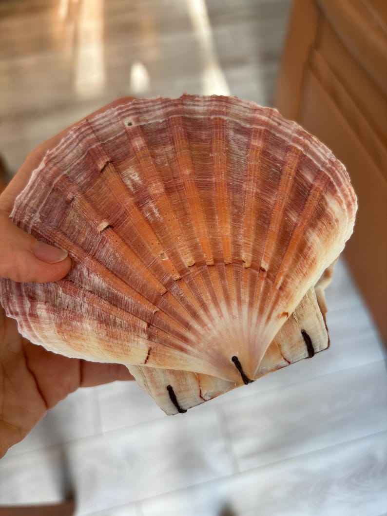 Mermaid/mermen Notebook, Sea Shell Notebook, Sketchpad, Diary, Memo ...