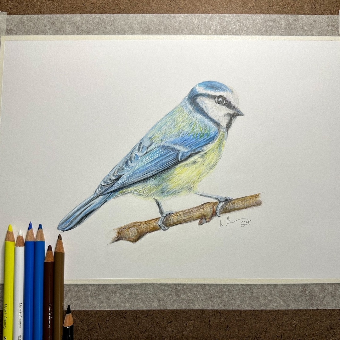 Original Blue Tit Colour Pencil Drawing by Wildlife Artist, Unique Bird ...