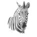 Chapmans Zebra A4 Print From Artists Original Artwork, African Wildlife ...