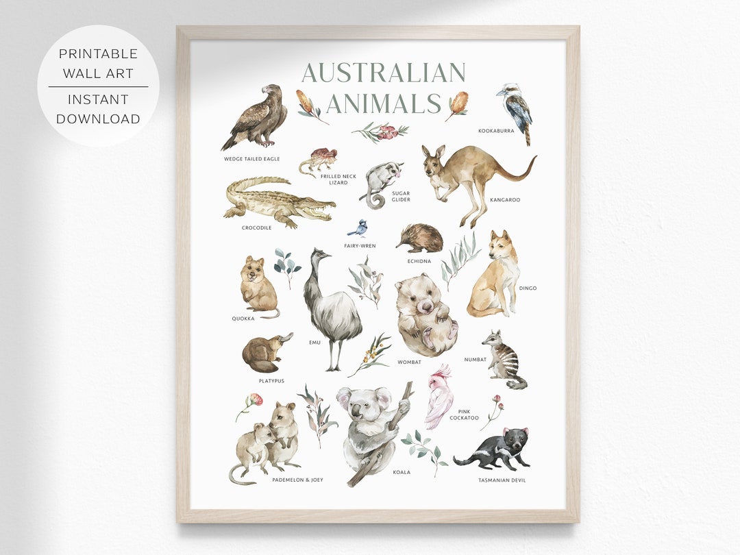 AUSTRALIAN Animal Chart Printable Wall Art Koala, Kangaroo, Kookaburra ...