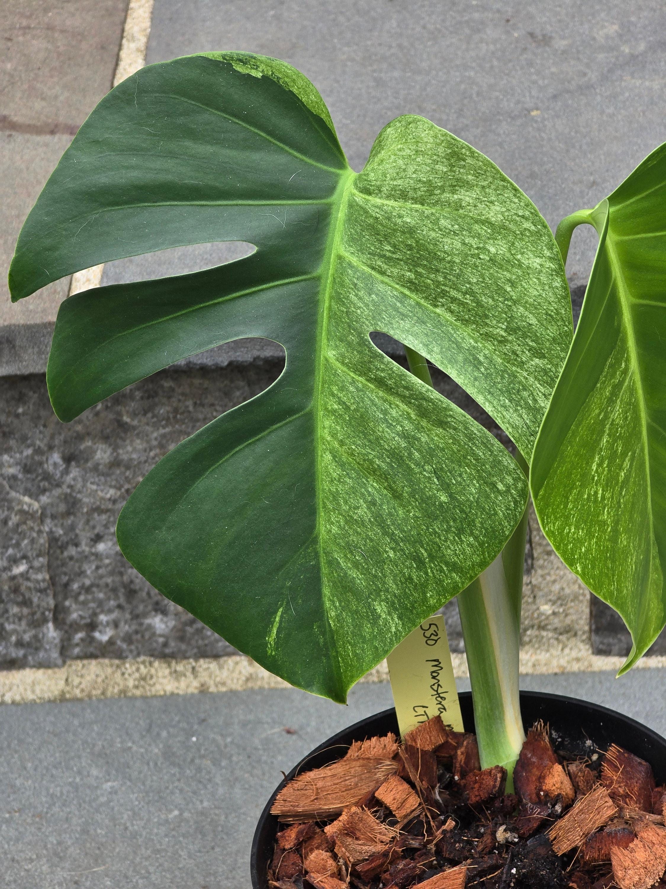 Monstera Mint NOID #530 - Etsy