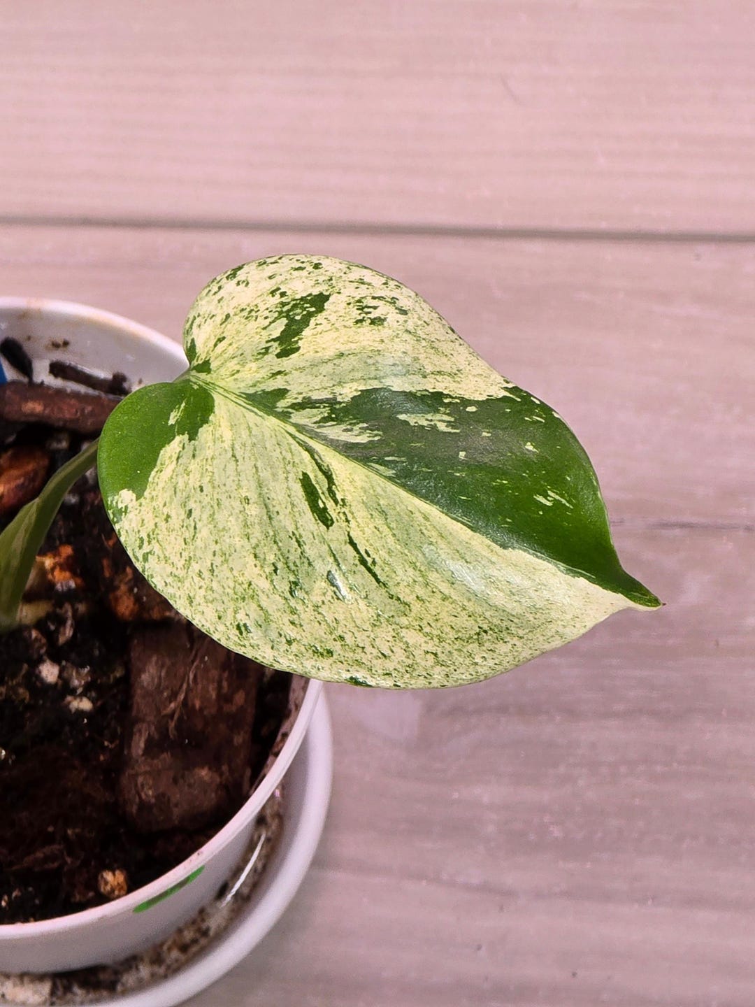 Monstera Mint Large Form 456 - Etsy