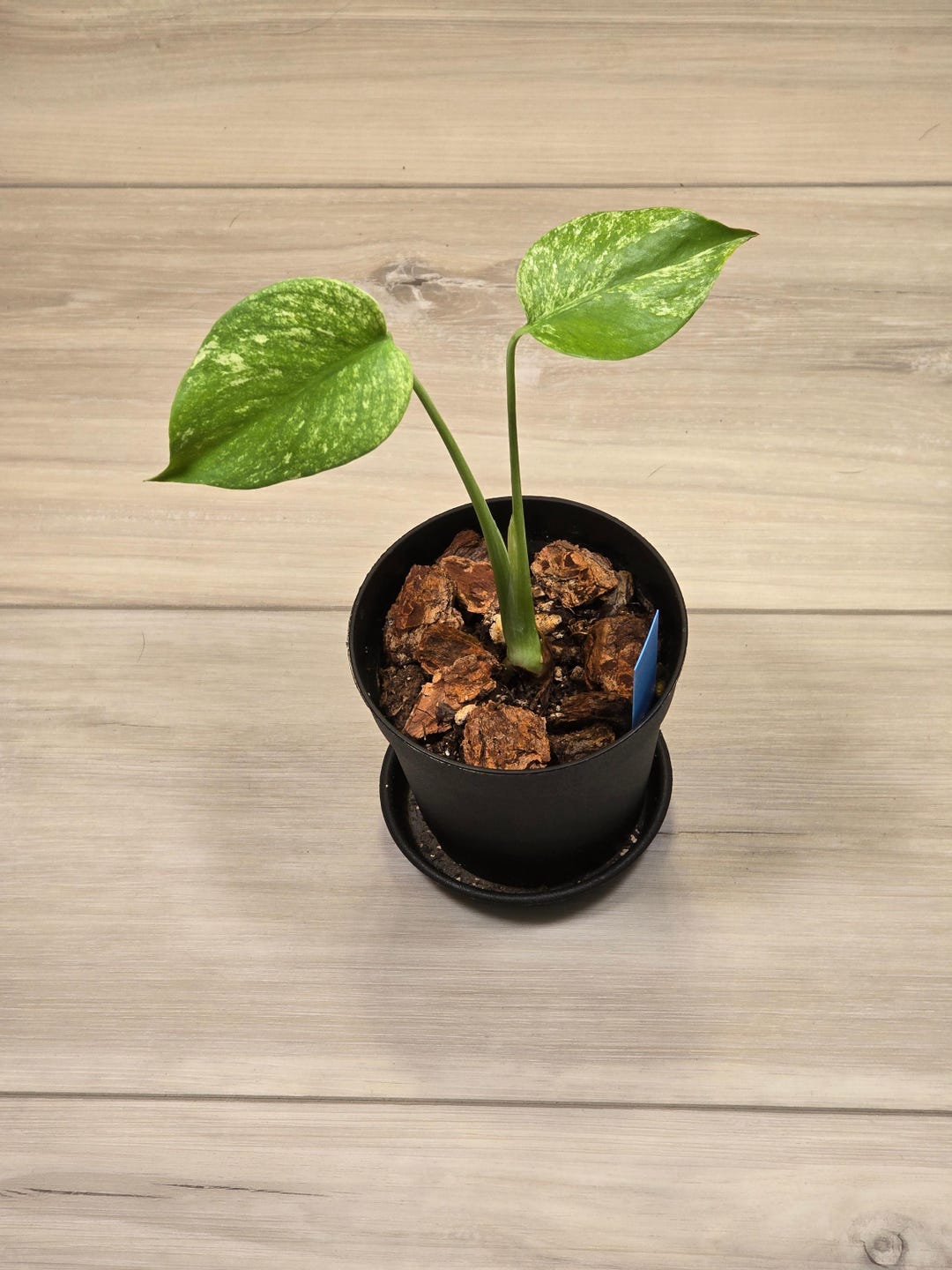 Monstera Mint Large Form #457 - Etsy