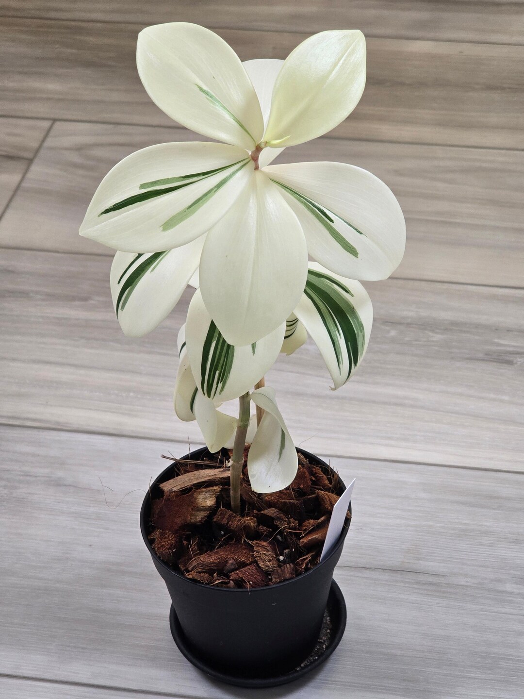Costus Arabicus Variegata (spiral Ginger) # 441 - Etsy