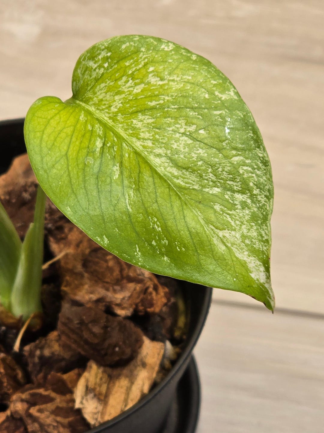 Monstera Mint Large Form #462 - Etsy