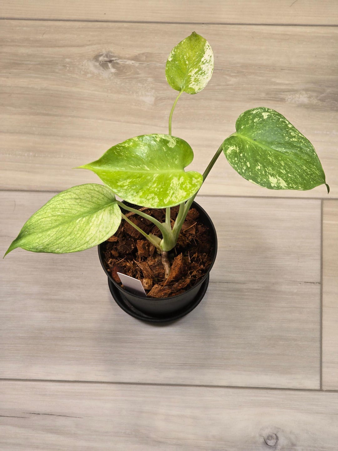 Monstera Mint Large Form #428 - Etsy