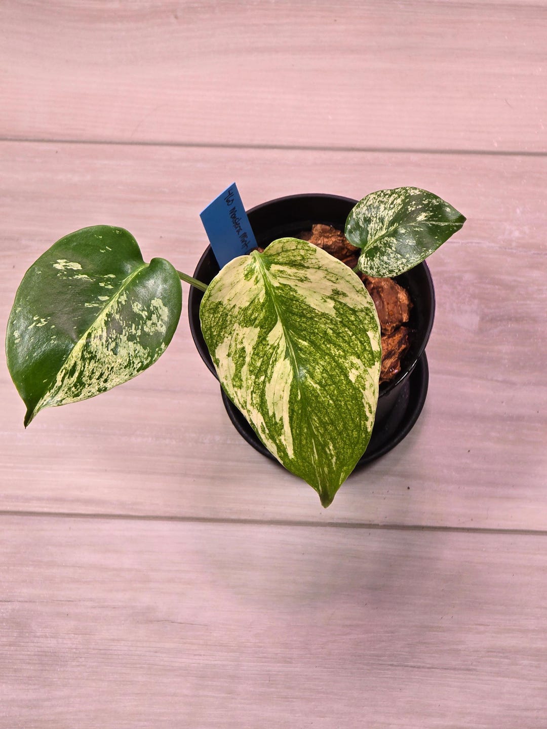 Monstera Mint Large Form 460 - Etsy