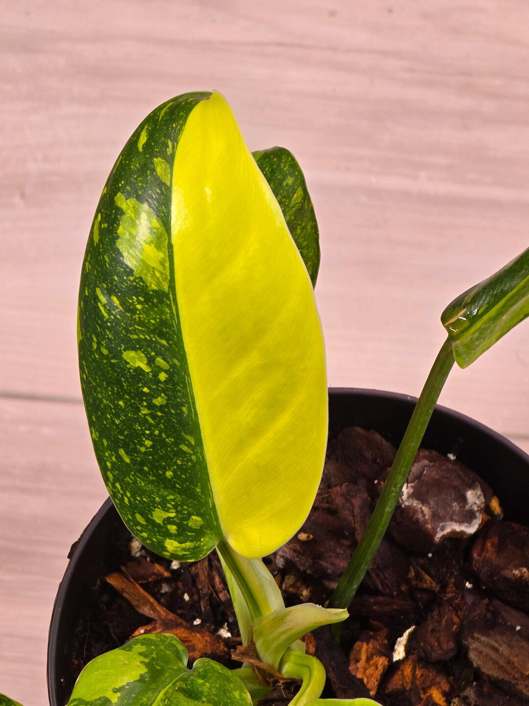 Philodendron Green Congo Nuclear #228 - Etsy