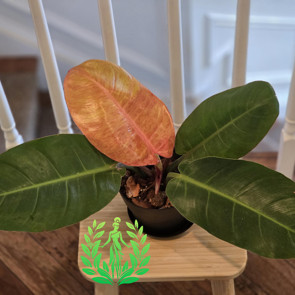 Philodendron Prince of Orange Variegated - Etsy