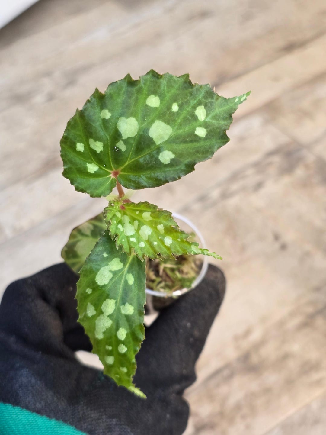 Rooted Begonia Mantuk Starter Plant: Terrarium Culture - Etsy