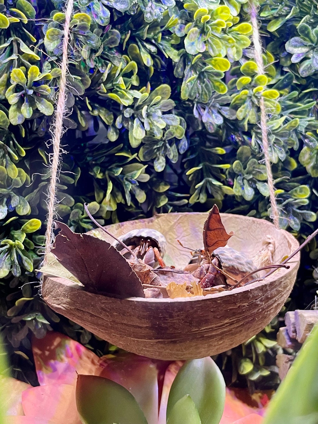 Coconut Swing for Hermit Crabs and Reptiles, Hermit Crab Tank Decor ...