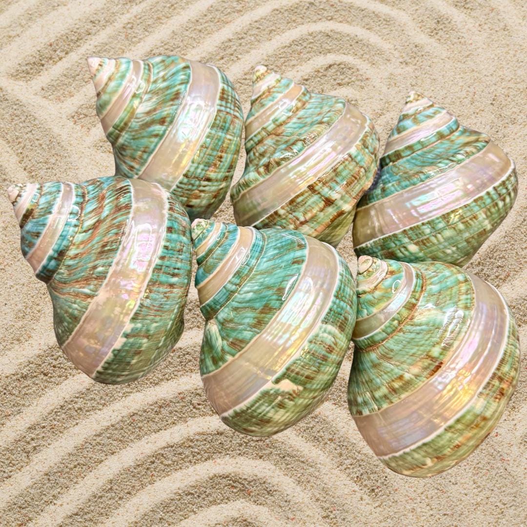 Jumbo Hermit Crab Shell, Polished Green Banded Turbo Hermit Crab Shell ...