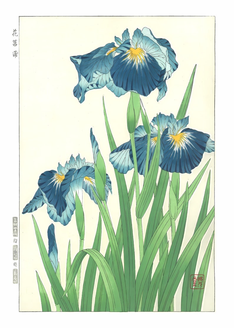 Kawarazaki Shodo Hanashobu Japanese Iris - Etsy