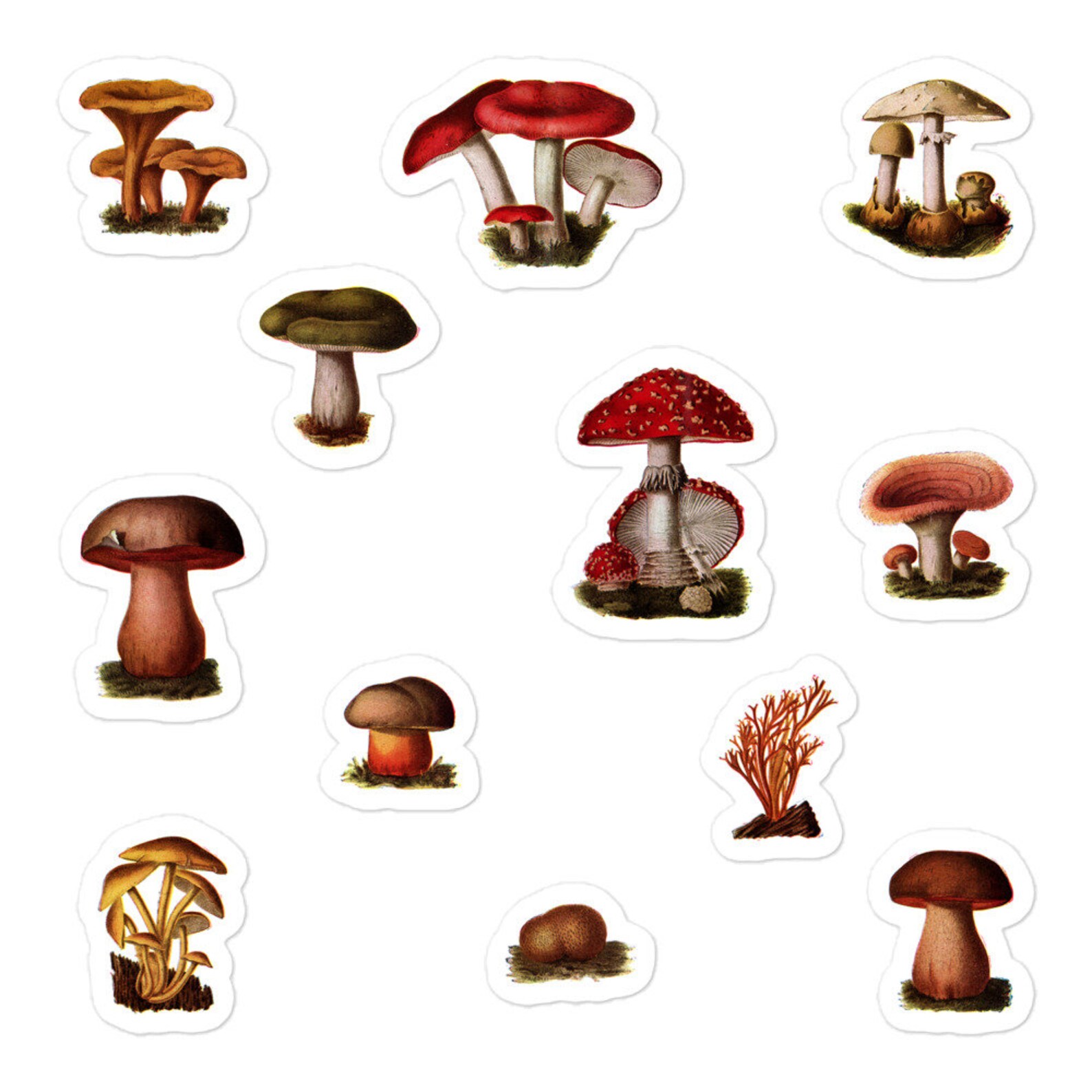 Poisonous Fungi & Mushrooms Vinyl Sticker Set 12 Edwardian - Etsy