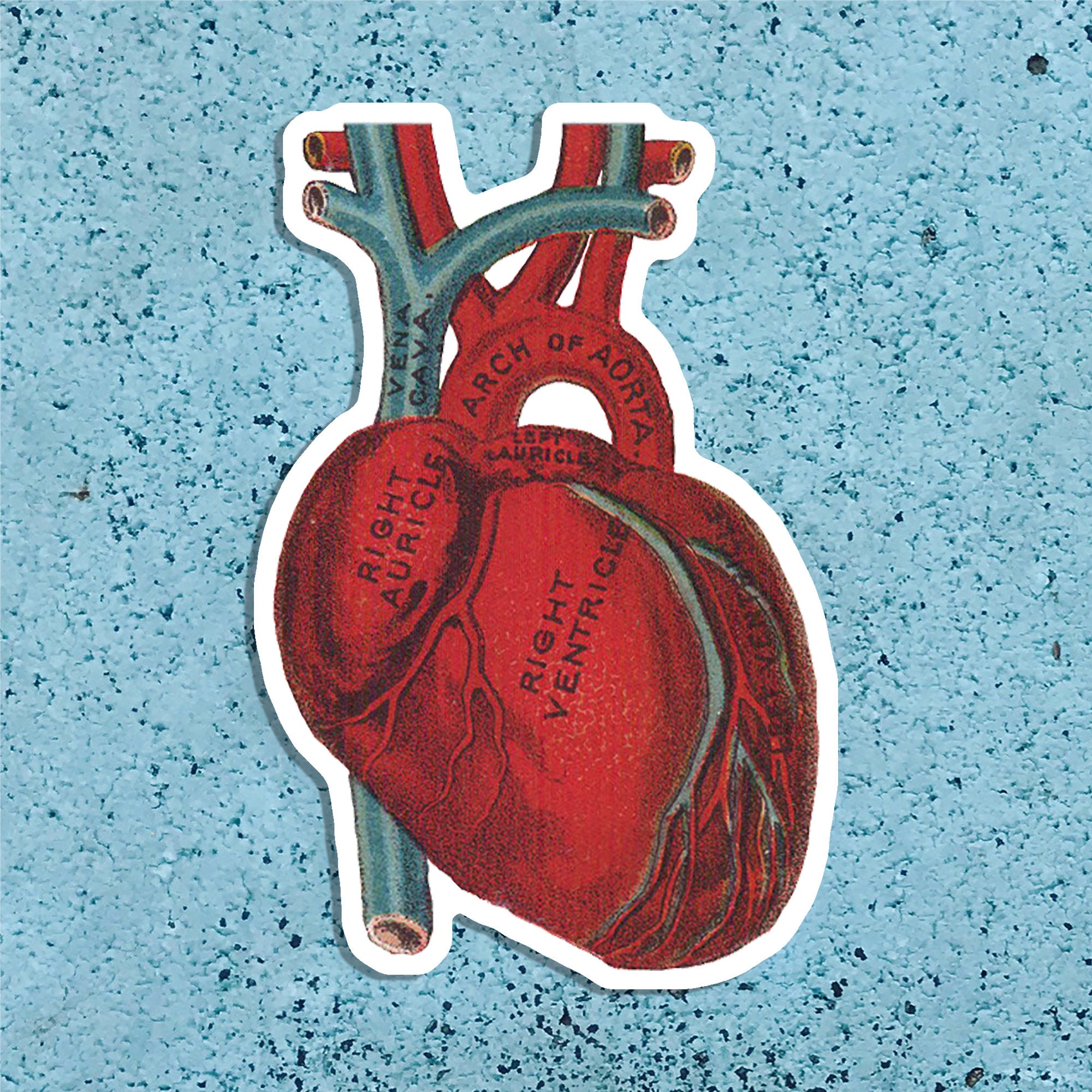 Corazón Anatómico Etiquetado Modelo Anatómico Del Corazón Humano
