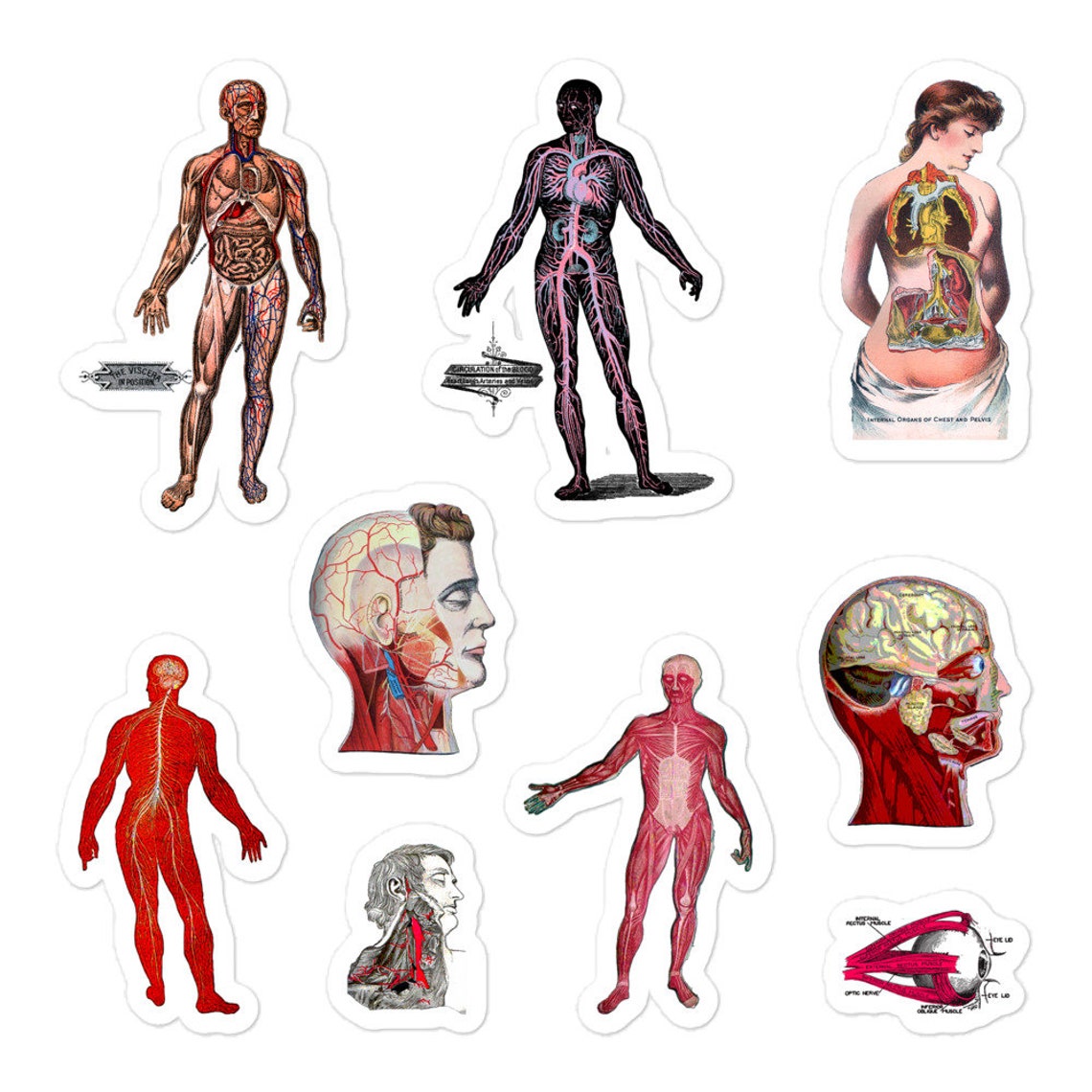 Human Anatomy Variety Sticker Set | 9 Vinyl Anatomical Stickers ...