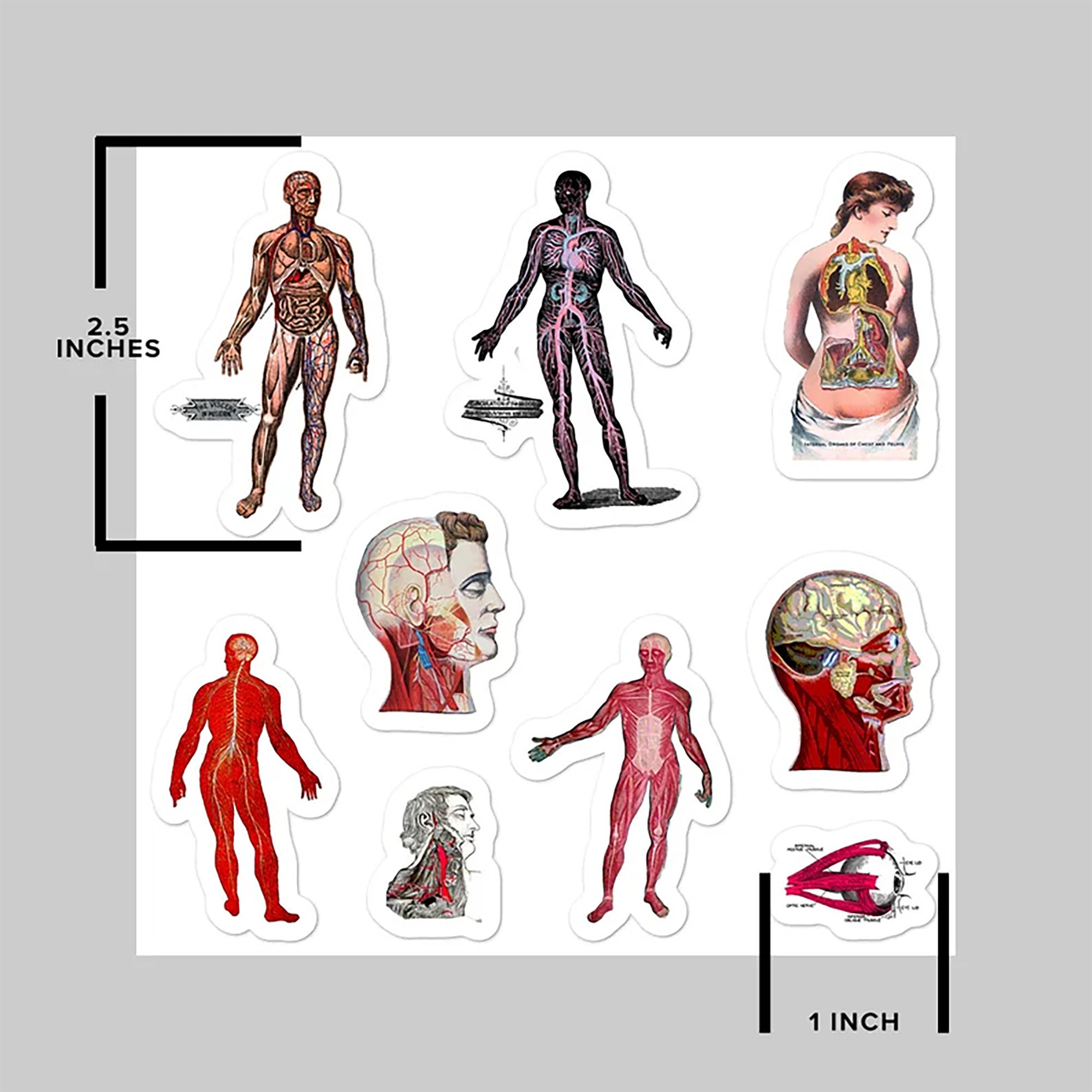 Human Anatomy Variety Sticker Set | 9 Vinyl Anatomical Stickers ...