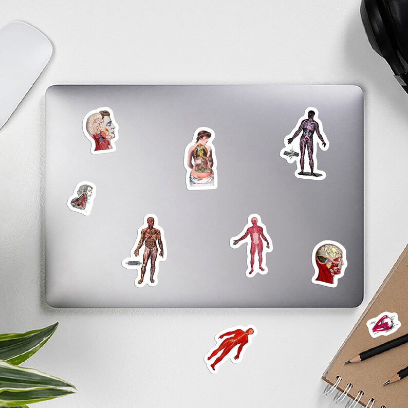 Human Anatomy Variety Sticker Set | 9 Vinyl Anatomical Stickers ...