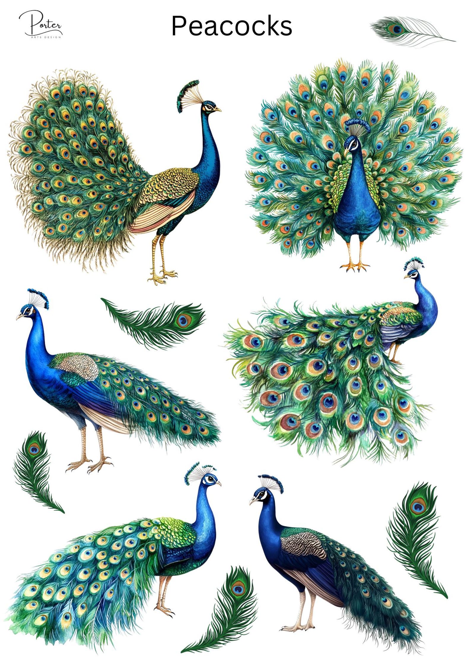Printable Stickers- Peacocks | Digital Download Stickers | Stickers for ...