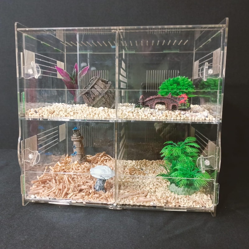 Insect Display Enclosure - Etsy