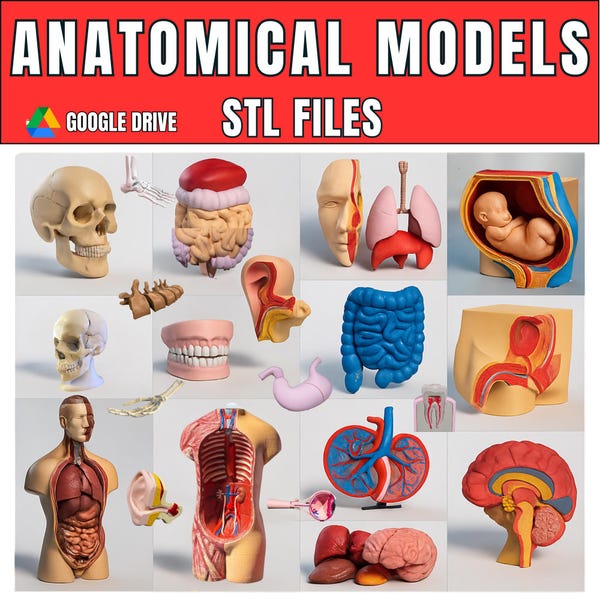 Anatomical Print - Etsy UK