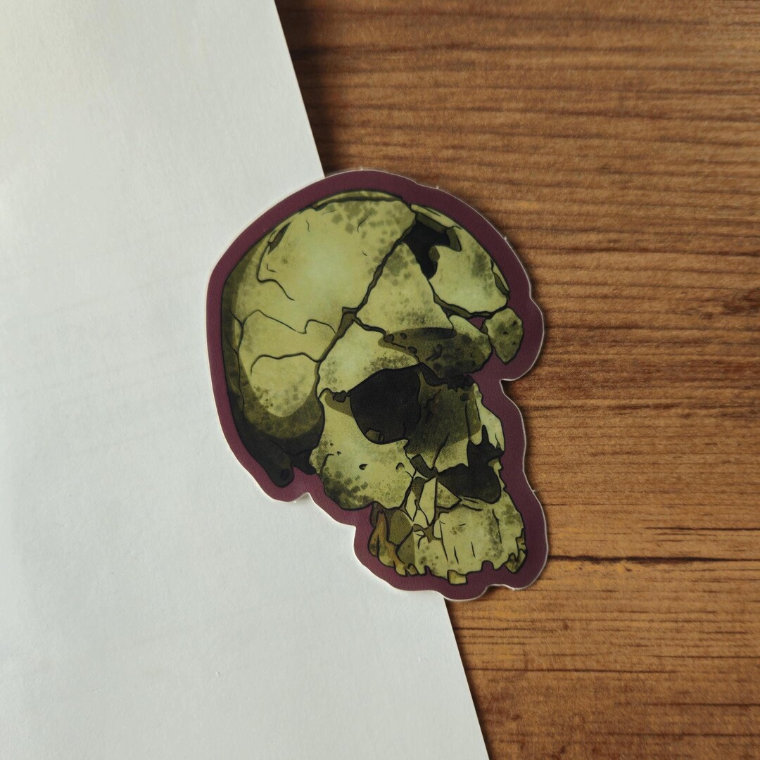 Herto Adult - Fossil Skull Sticker - Ethiopian Skull Decal - My Global ...
