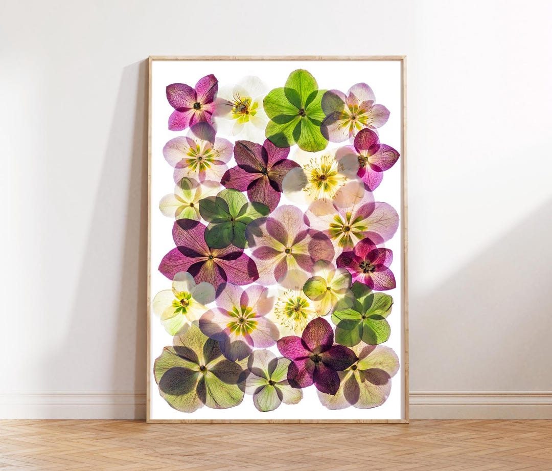 X-ray Flowers-pressed Flower Art Print-botanical Print-flower Gift-real ...