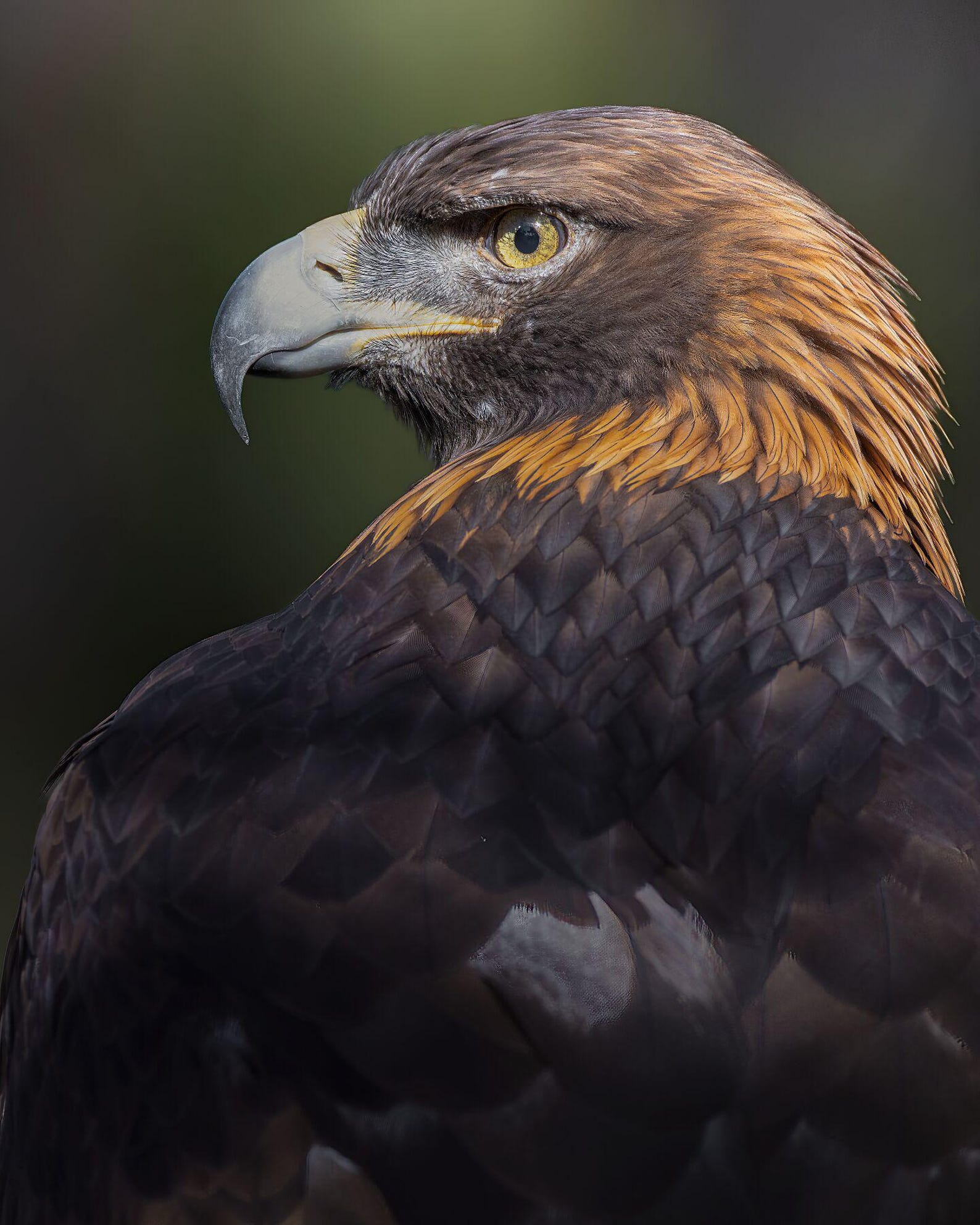Golden Eagle Photo | Eagle Photo | Golden Eagle Wall Art | Golden Eagle ...