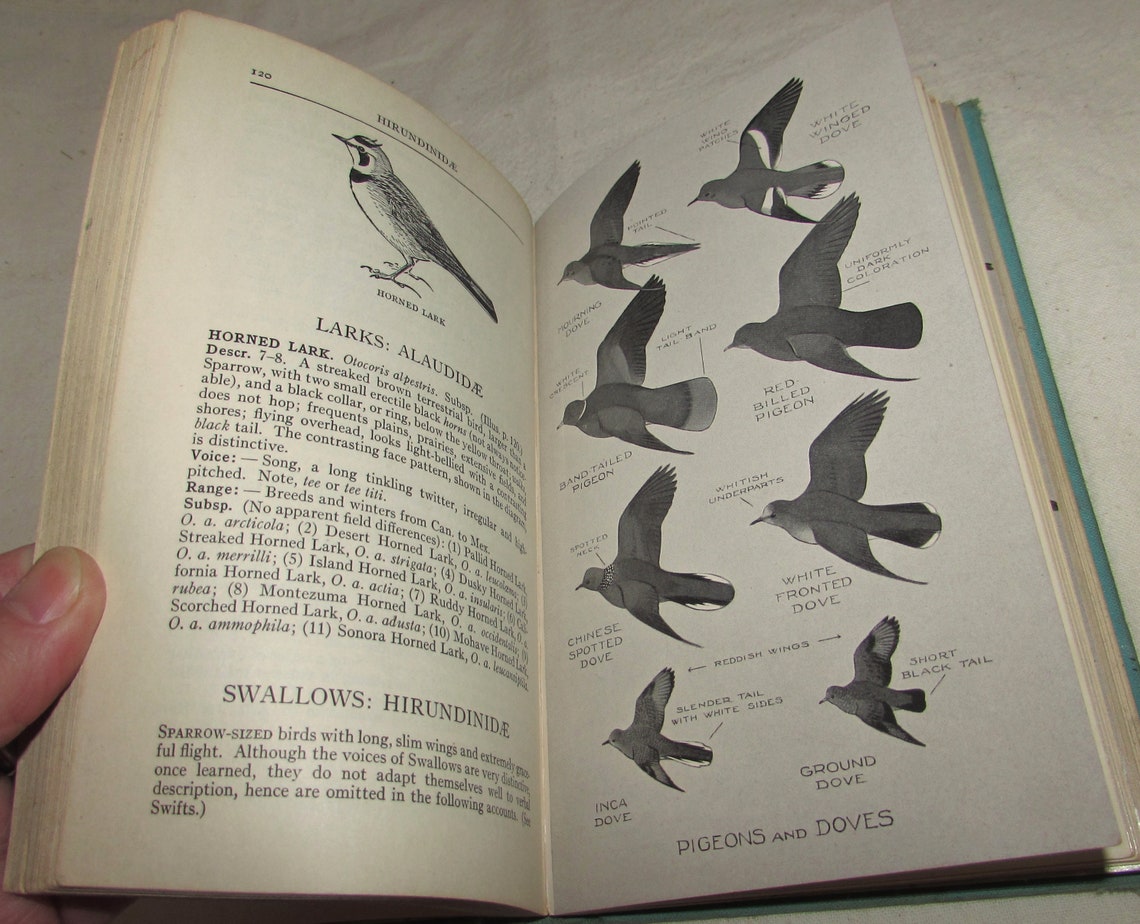 Vintage 1941 Hardcover Book, A Field Guide to Western Birds by Roger ...