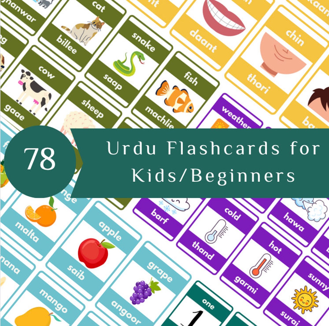 Urdu Flashcards for Kids, Learn Urdu, English to Urdu, First Steps to ...