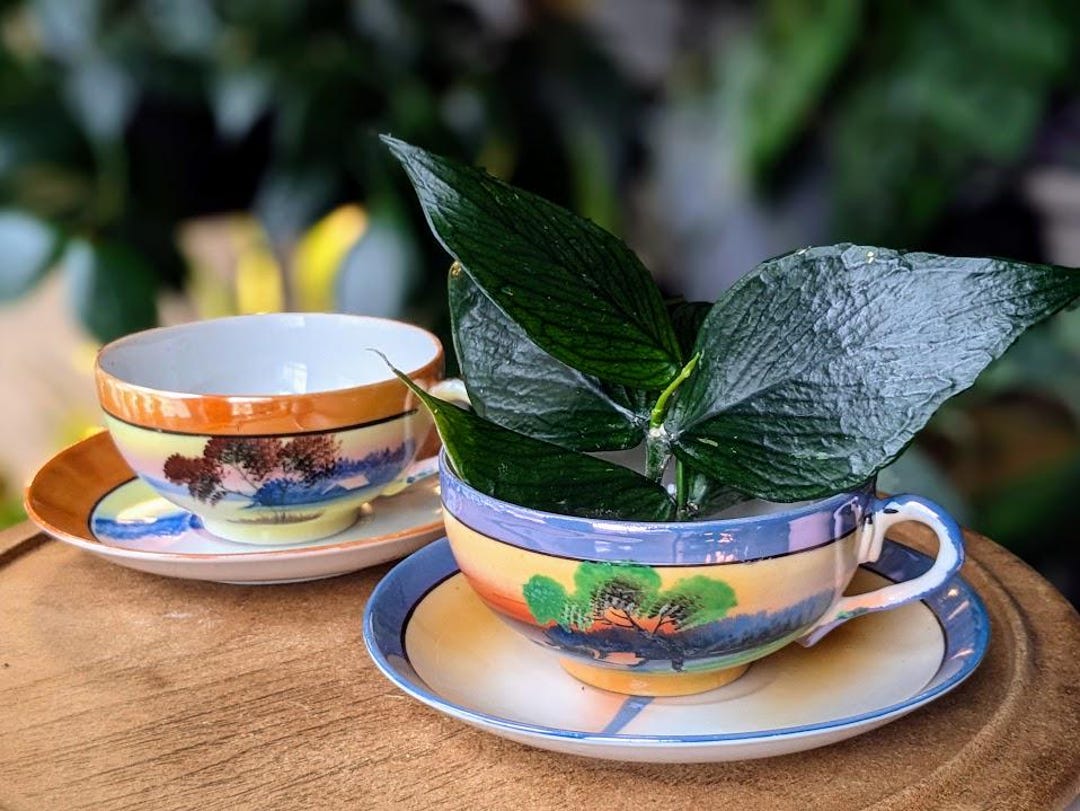 Upcycled Planter With Drainage - Vintage Teacup and Saucer for ...