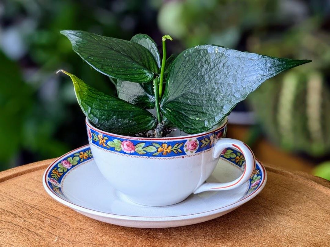 Teacup Planter With Drainage - Vintage Upcycled Cup & Saucer Adorned W ...