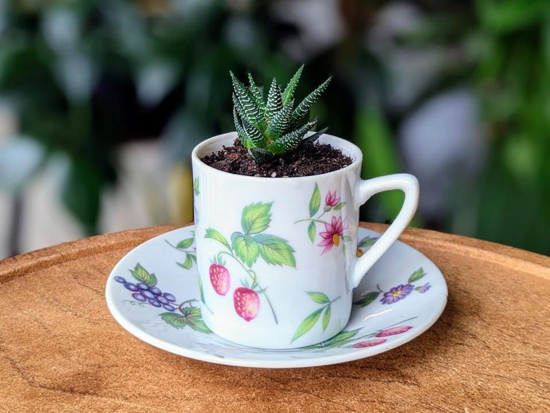 Upcycled Planter With Drainage - Mini Teacup and Saucer Set With Fruit ...