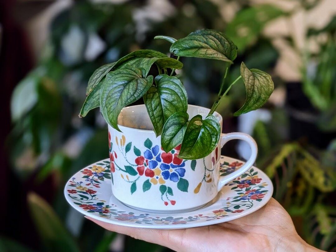 Charming Upcycled Teacup Planter With Drainage, Matching Drip Tray ...