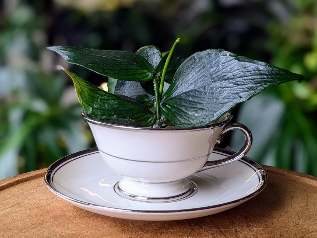 Teacup Planter With Drainage - Upcycled Vintage Franciscan Teacup ...