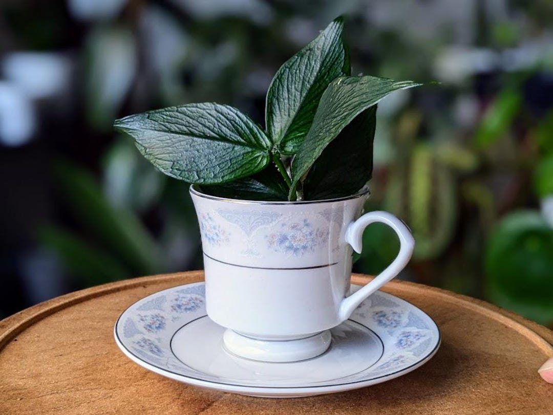 Upcycled Teacup Planter With Drainage for Small Plants and Succulents ...