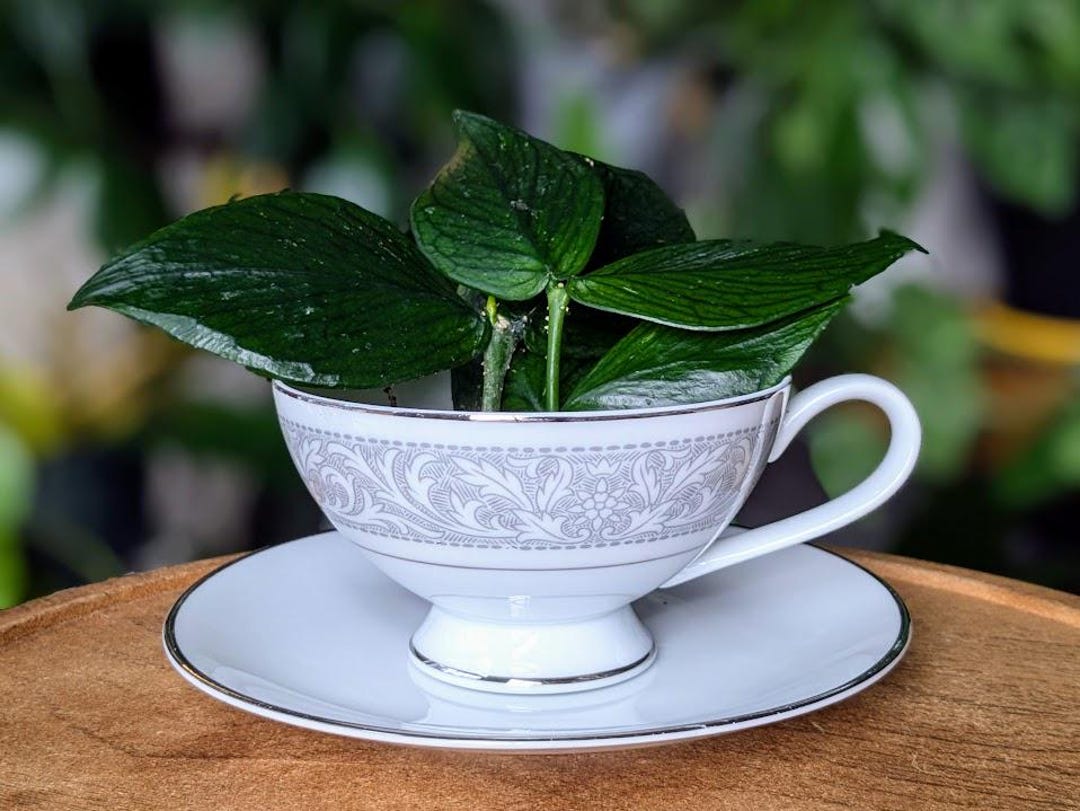 Upcycled Planter With Drainage - Vintage Footed Teacup and Saucer Set W ...